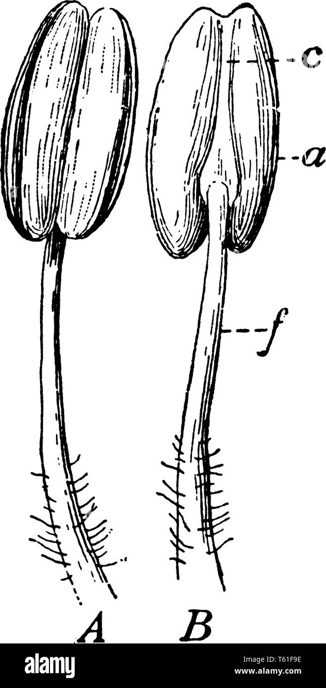 A picture showing different parts of a stamen. The parts are anther ...