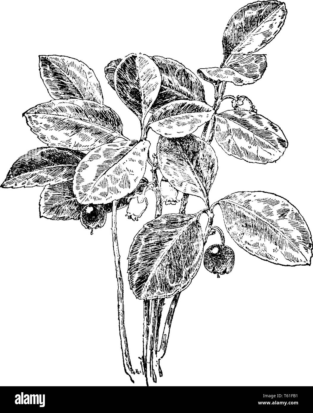 Black herbal tea in Stock Vector Images - Alamy