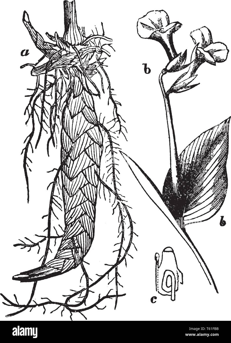 Rhizomes arrowroot Stock Vector Images - Alamy