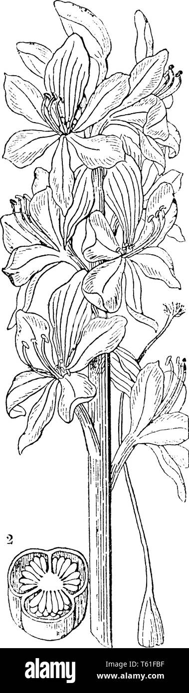 Water Hyacinth Drawing