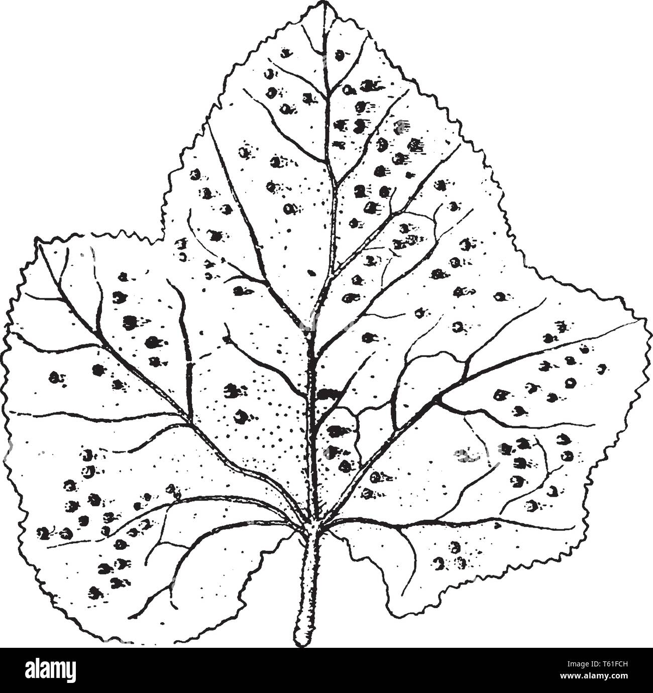 Hollyhock rust hi-res stock photography and images - Alamy