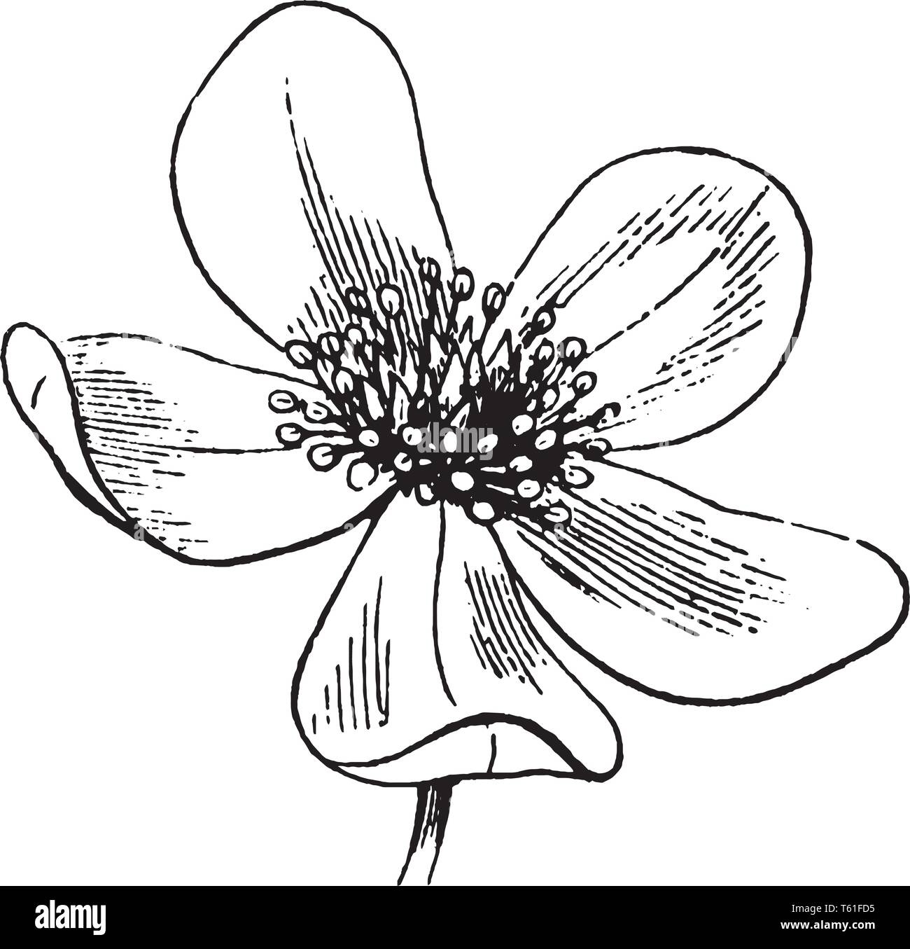 The flowers petals are the leaf like, flower petal usually arranged in ...