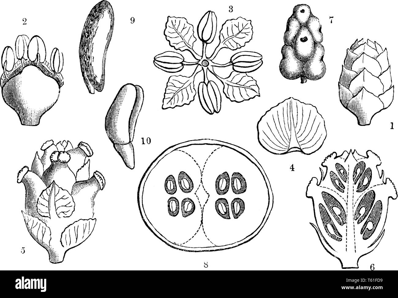 A picture showing different sections of Turtleweed also known as Batis ...