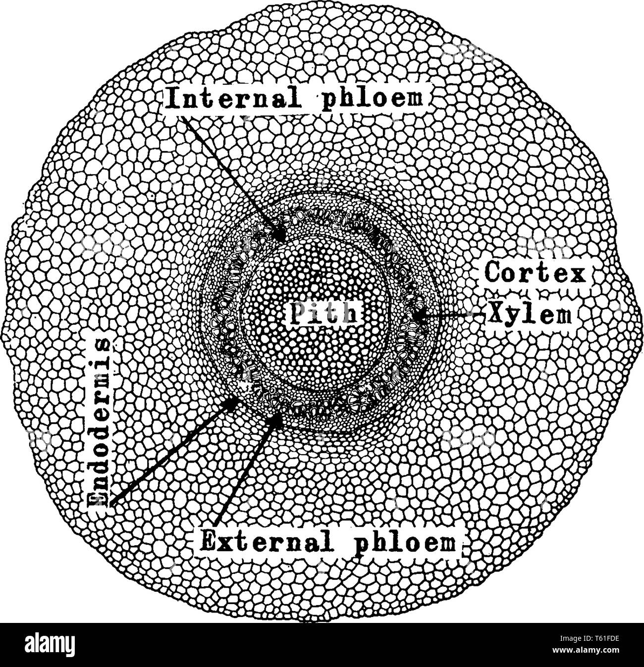Transverse section stem hi-res stock photography and images - Alamy