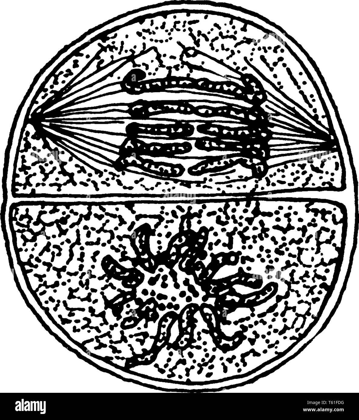 A picture showing the fifteenth stage of Division of Grandmother Cell ...