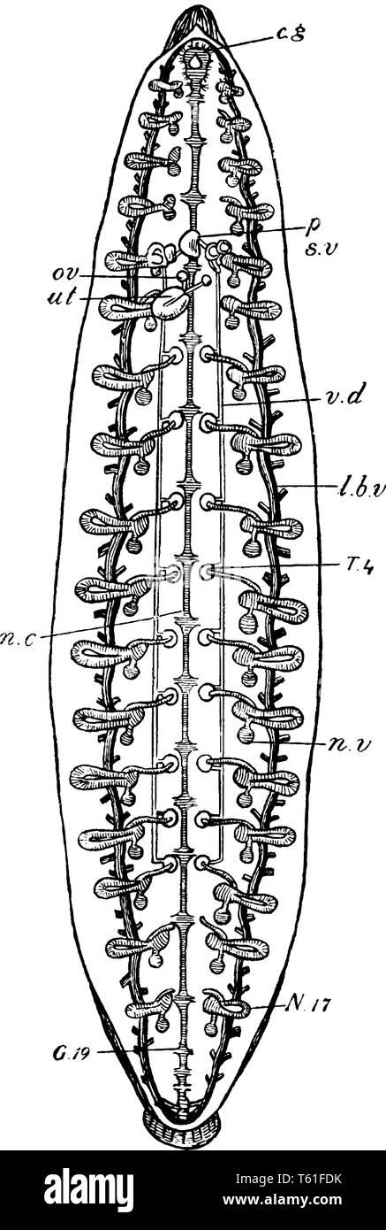 Hermaphrodites hi-res stock photography and images - Alamy