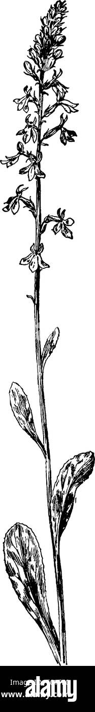 Pale Spiked Lobelia is belongs to Lobelia family and it has white or ...