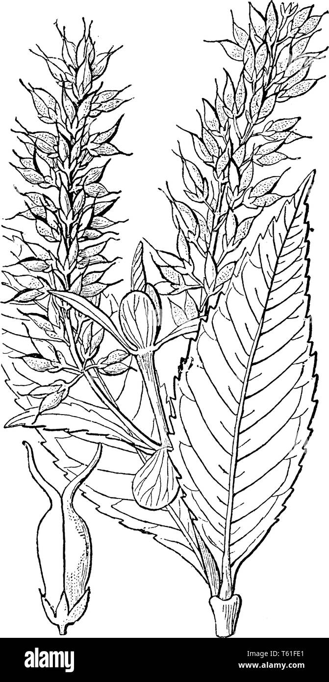 Simple pinnate Stock Vector Images - Alamy