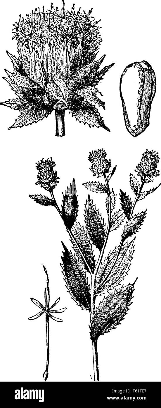 Bright red seeds Stock Vector Images - Alamy