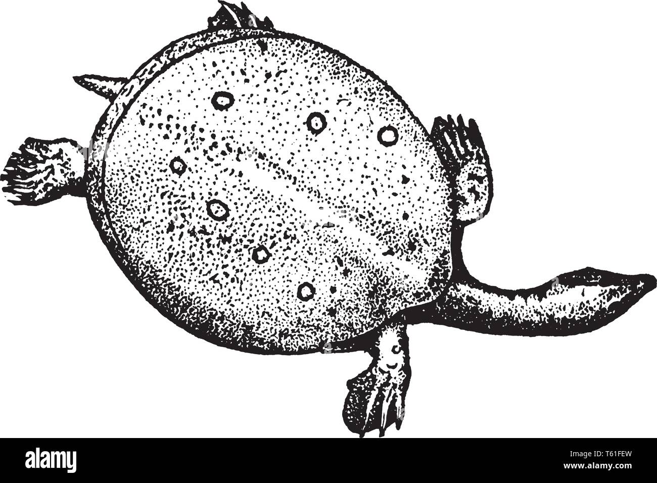 Fourth heaviest modern reptile Stock Vector Images - Alamy