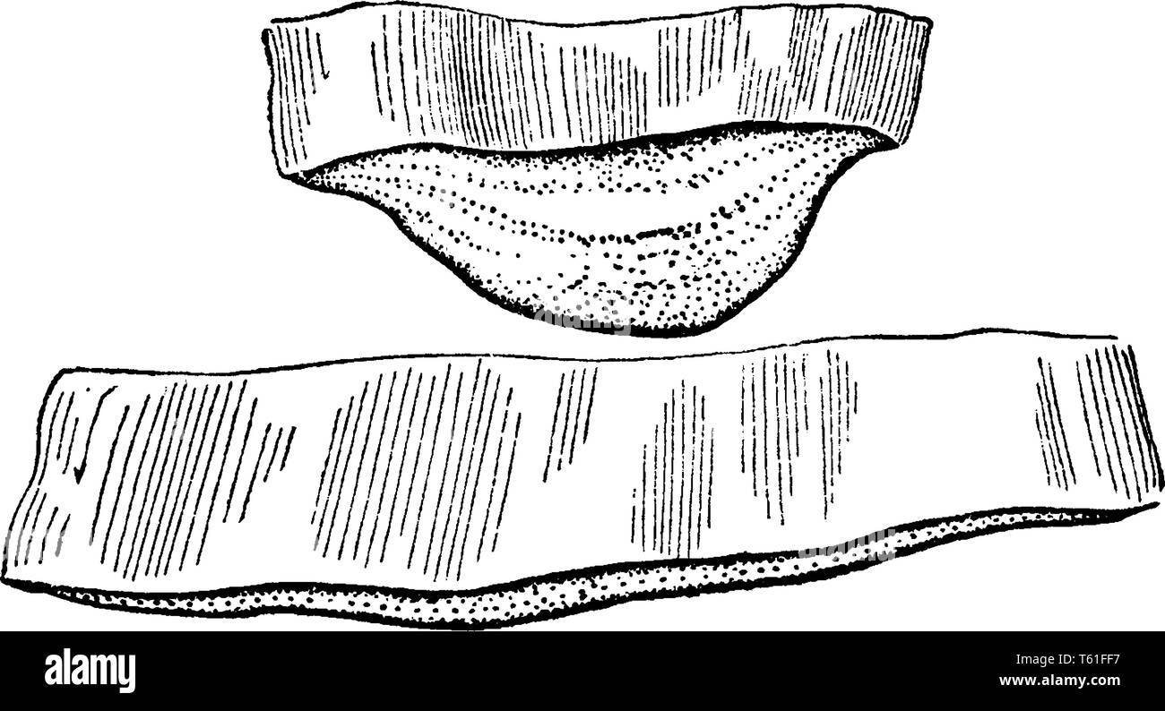 This is part of a cut leave, the structure are displayed, there are ...