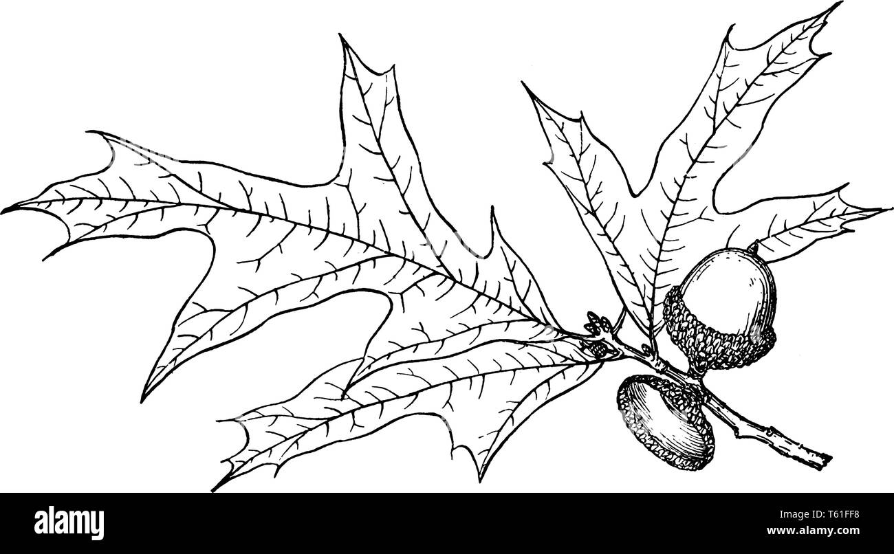 In this frame there is a sub-branch of oak tree and called Quercus ...