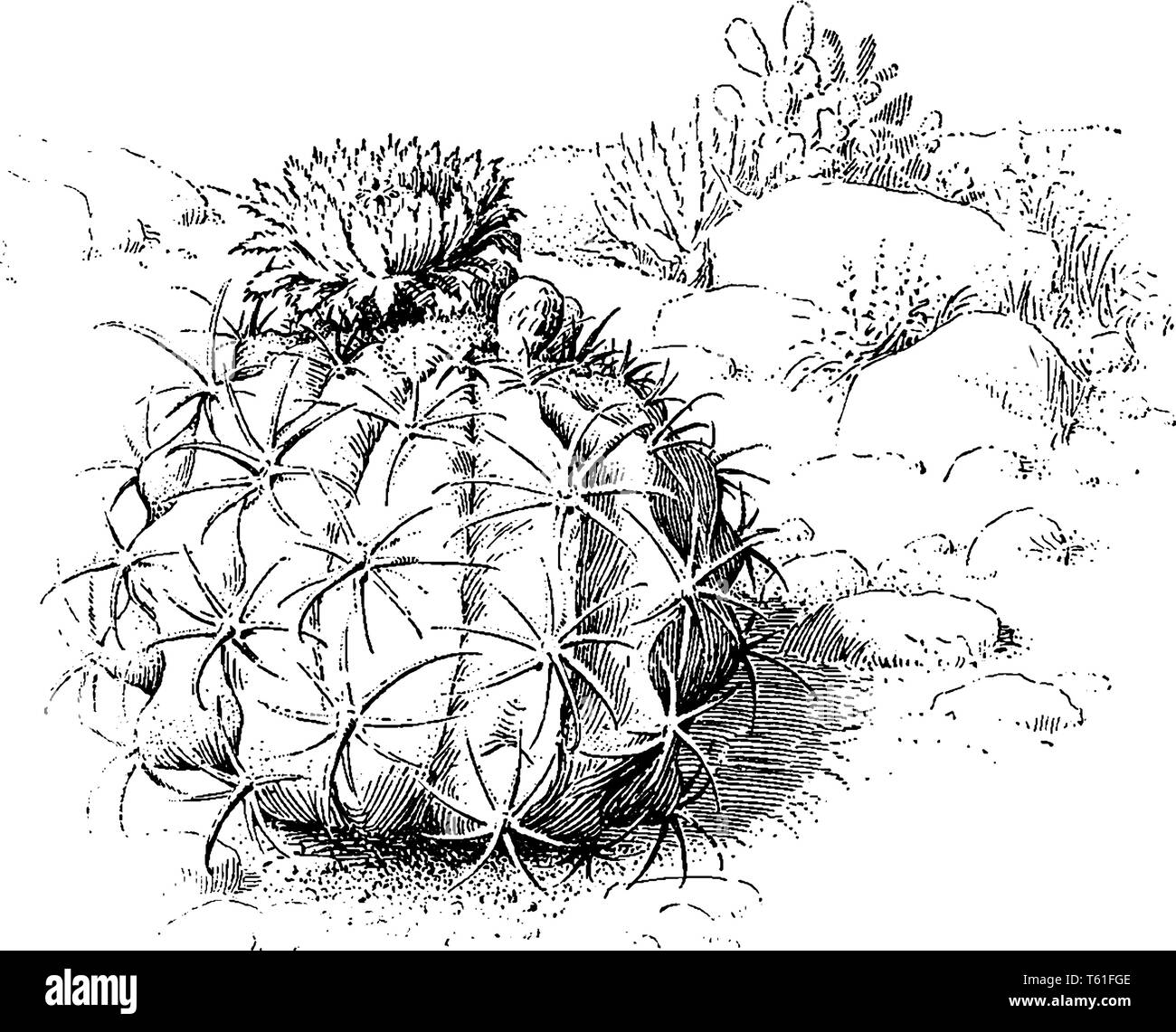 A picture showing the plant of Melon Cactus also known as Melocactus ...
