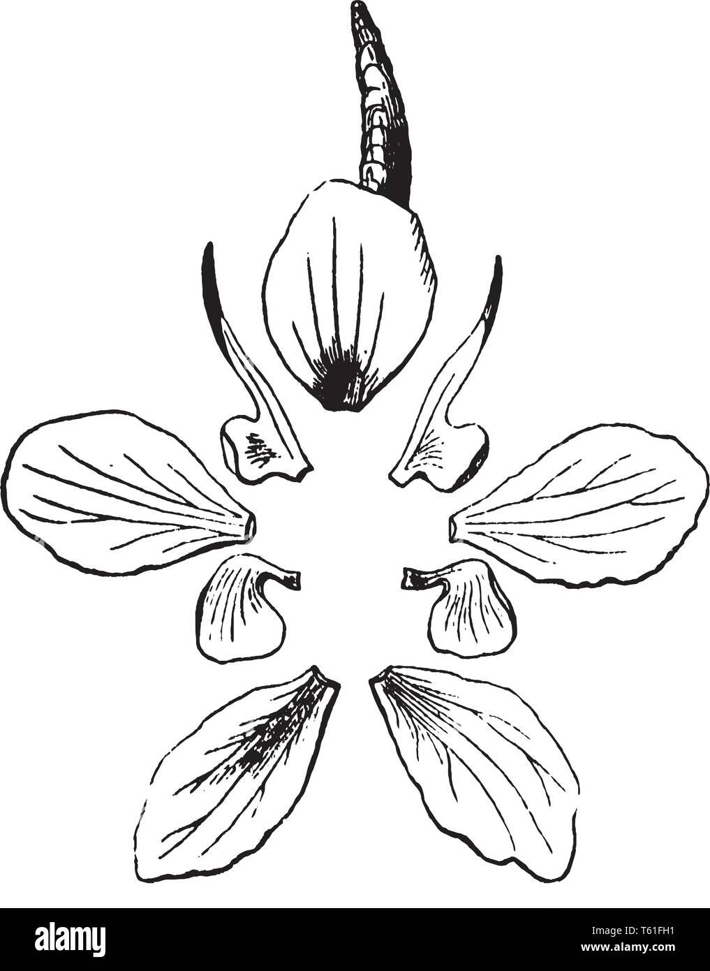 This picture shows the lease of the flowers, there is sepal and small ...