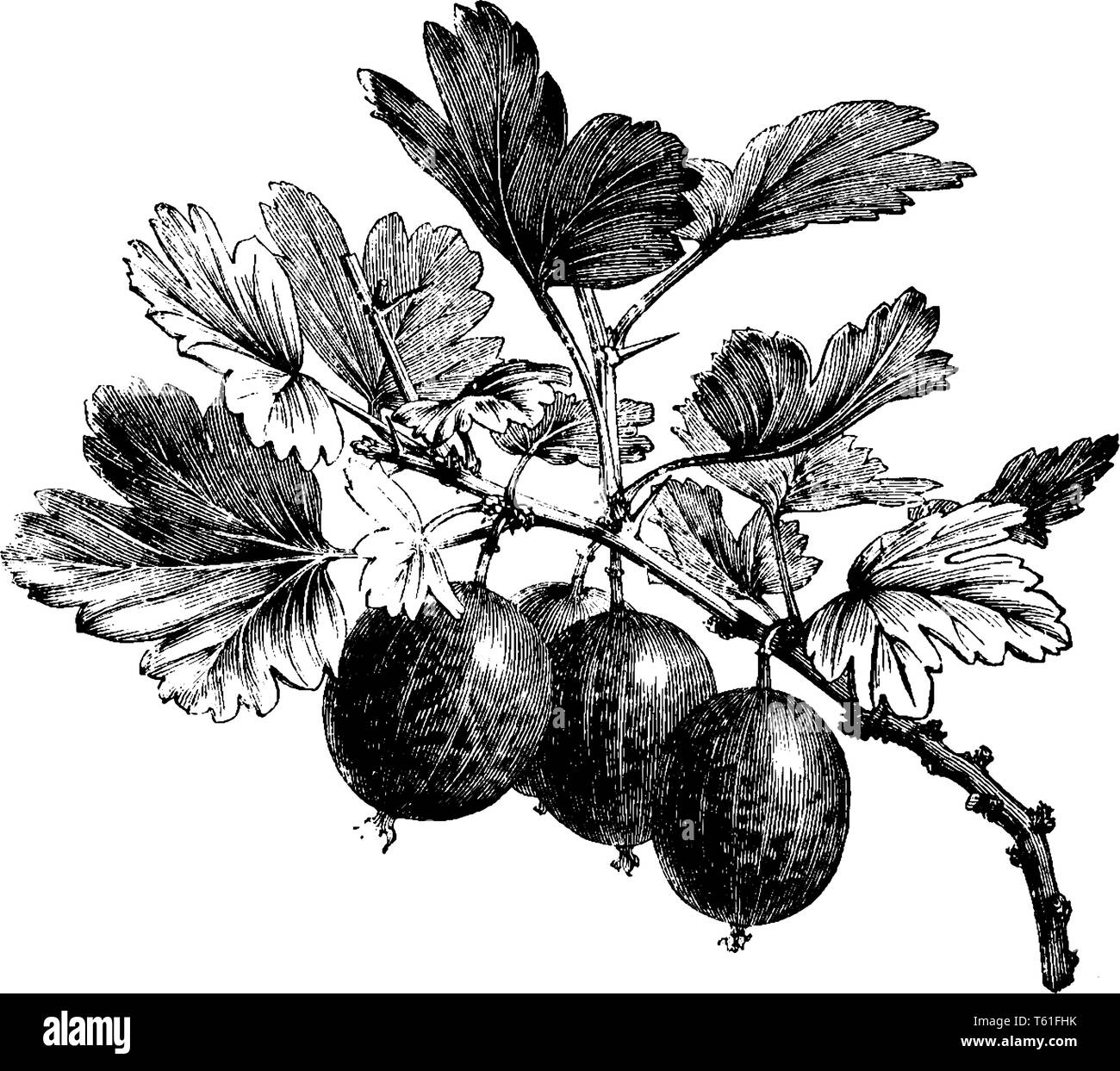 Fruiting branch Stock Vector Images - Alamy