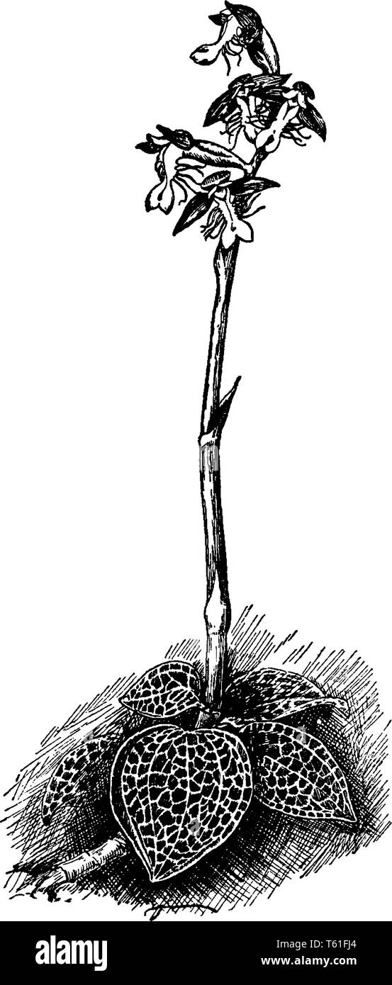 A picture is showing a branch and flowers of Anoectochilus Regalis ...