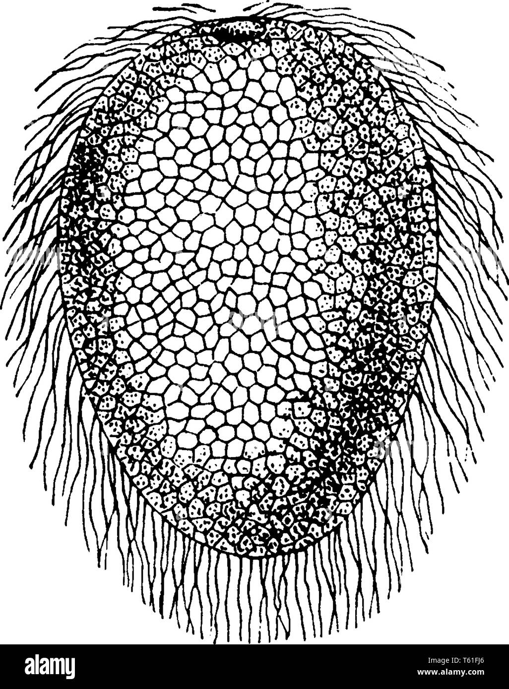 This illustration represents Chalk Sponge Gastrula, vintage line ...