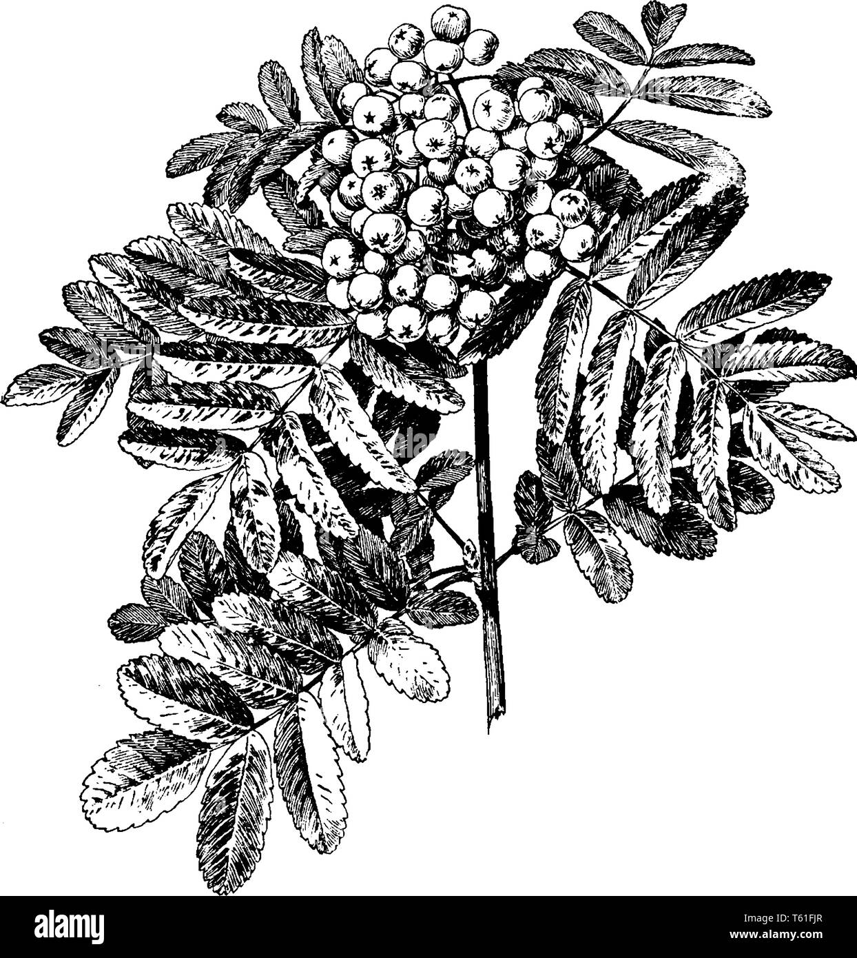 More slender Stock Vector Images - Alamy