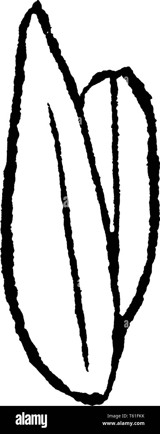 This picture has grass leaves, its shape is oval and leaves are little ...