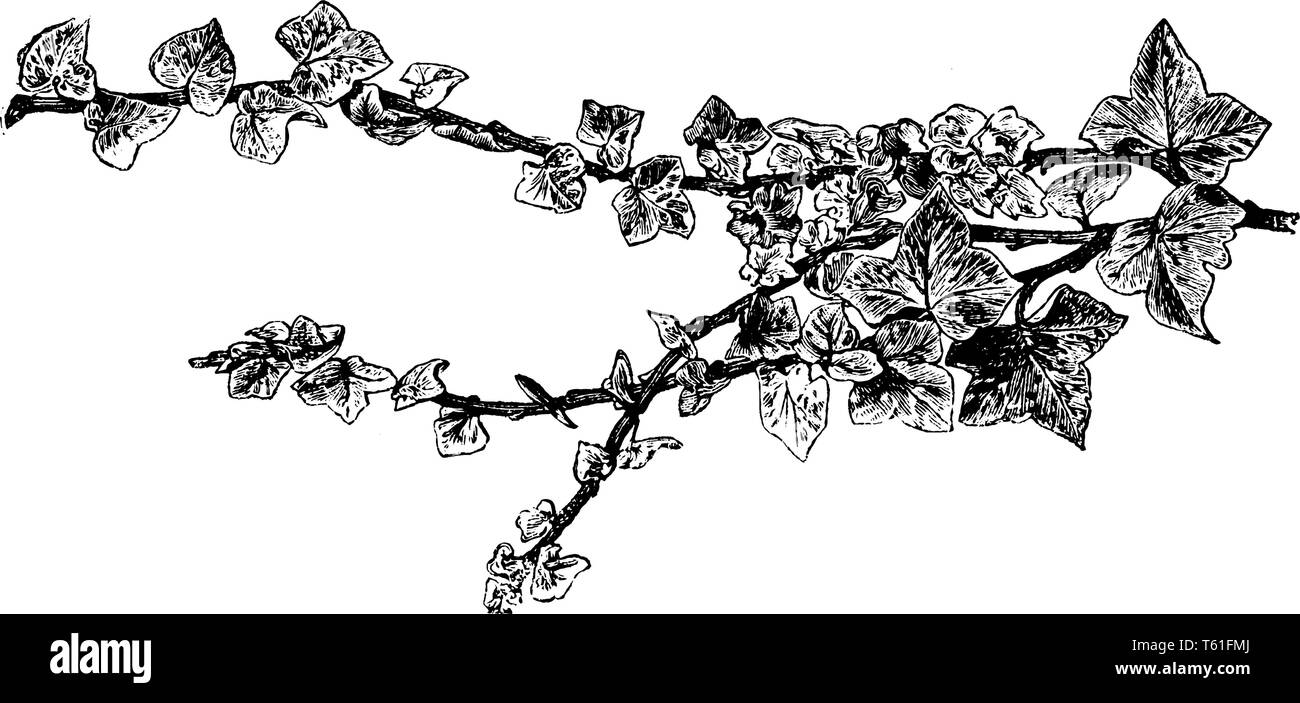 Ground creeping plant Stock Vector Images - Alamy