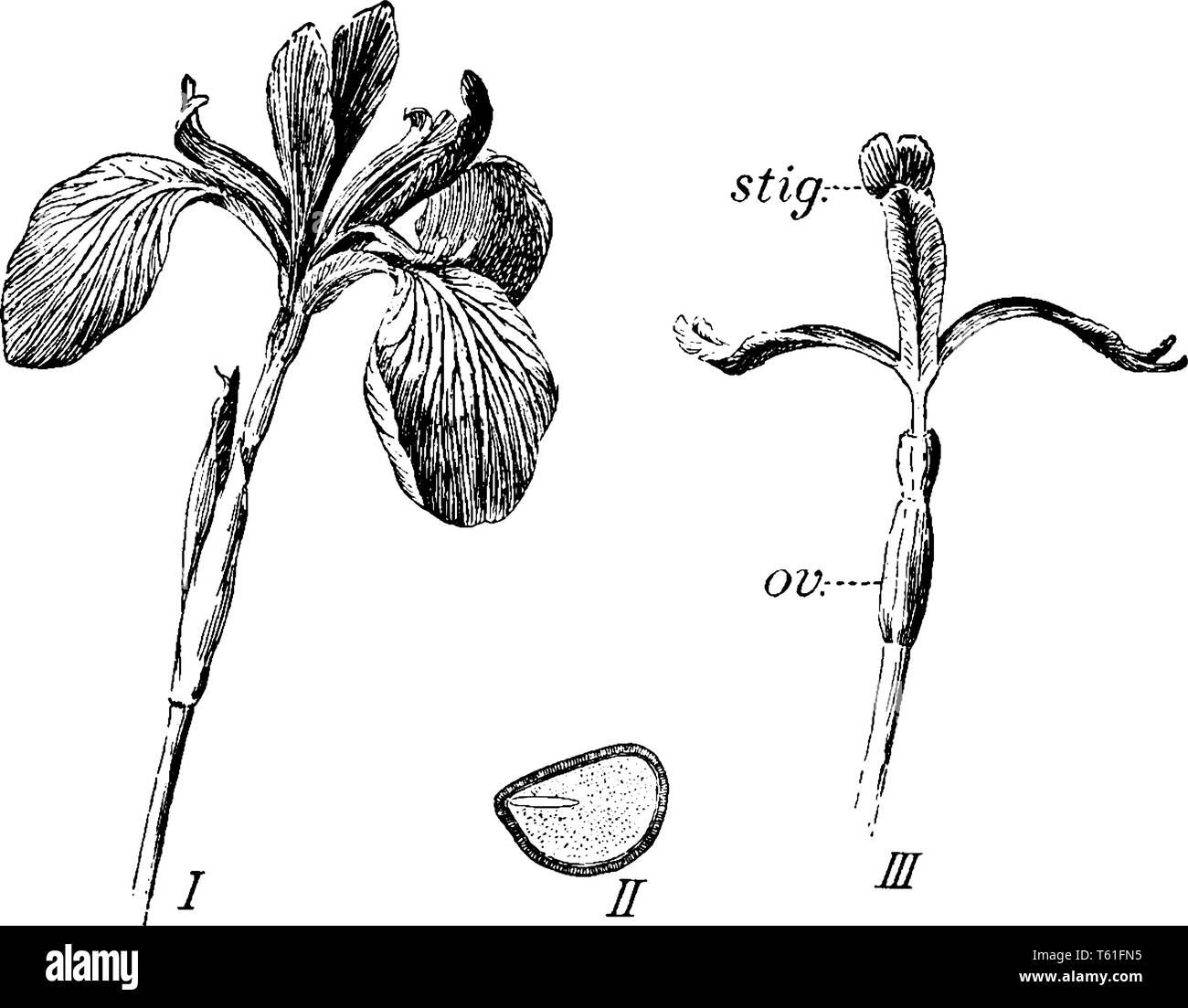 Longitudinal section flower hi-res stock photography and images - Alamy