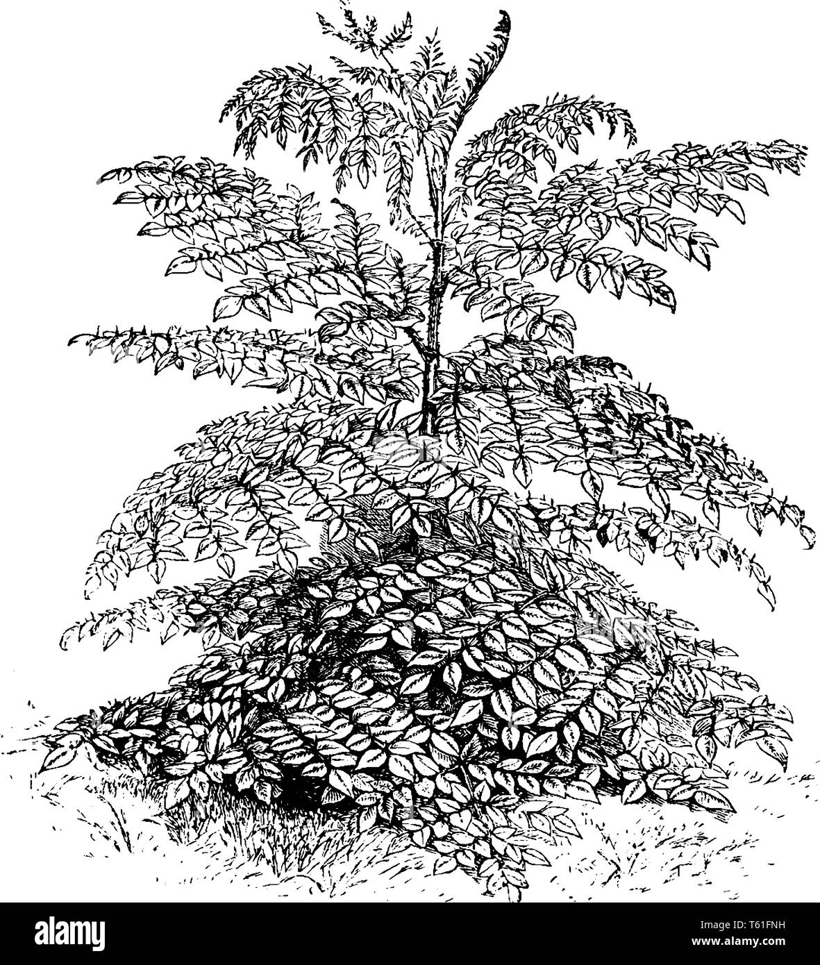 Spiny shrub Black and White Stock Photos & Images - Alamy