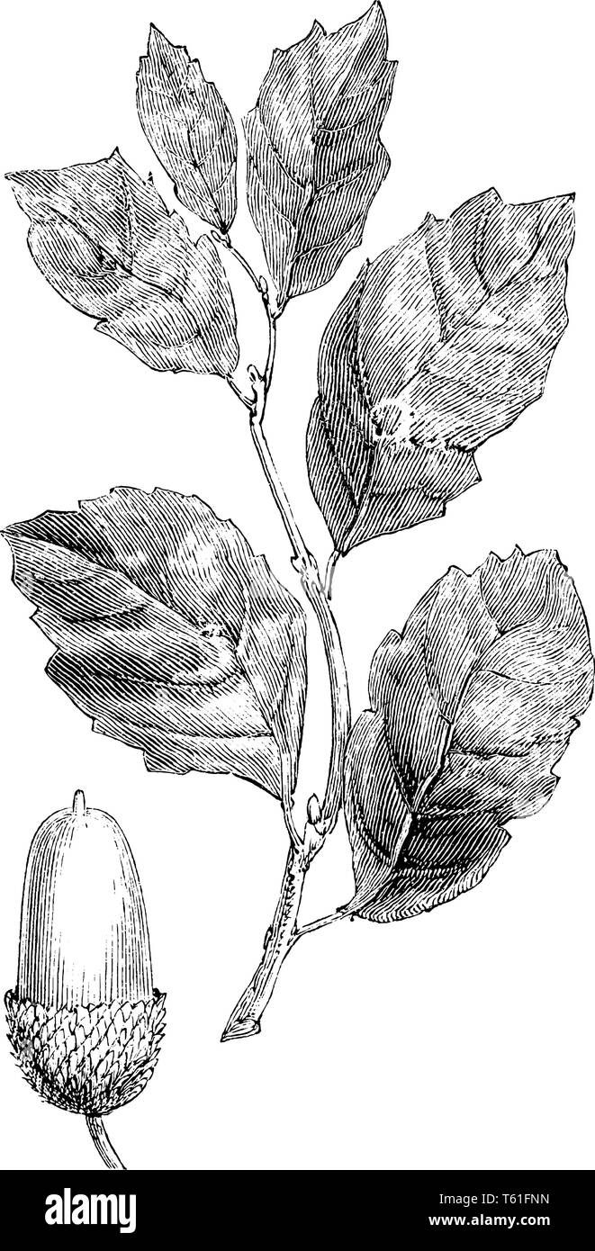 Quercus suber Black and White Stock Photos & Images - Alamy