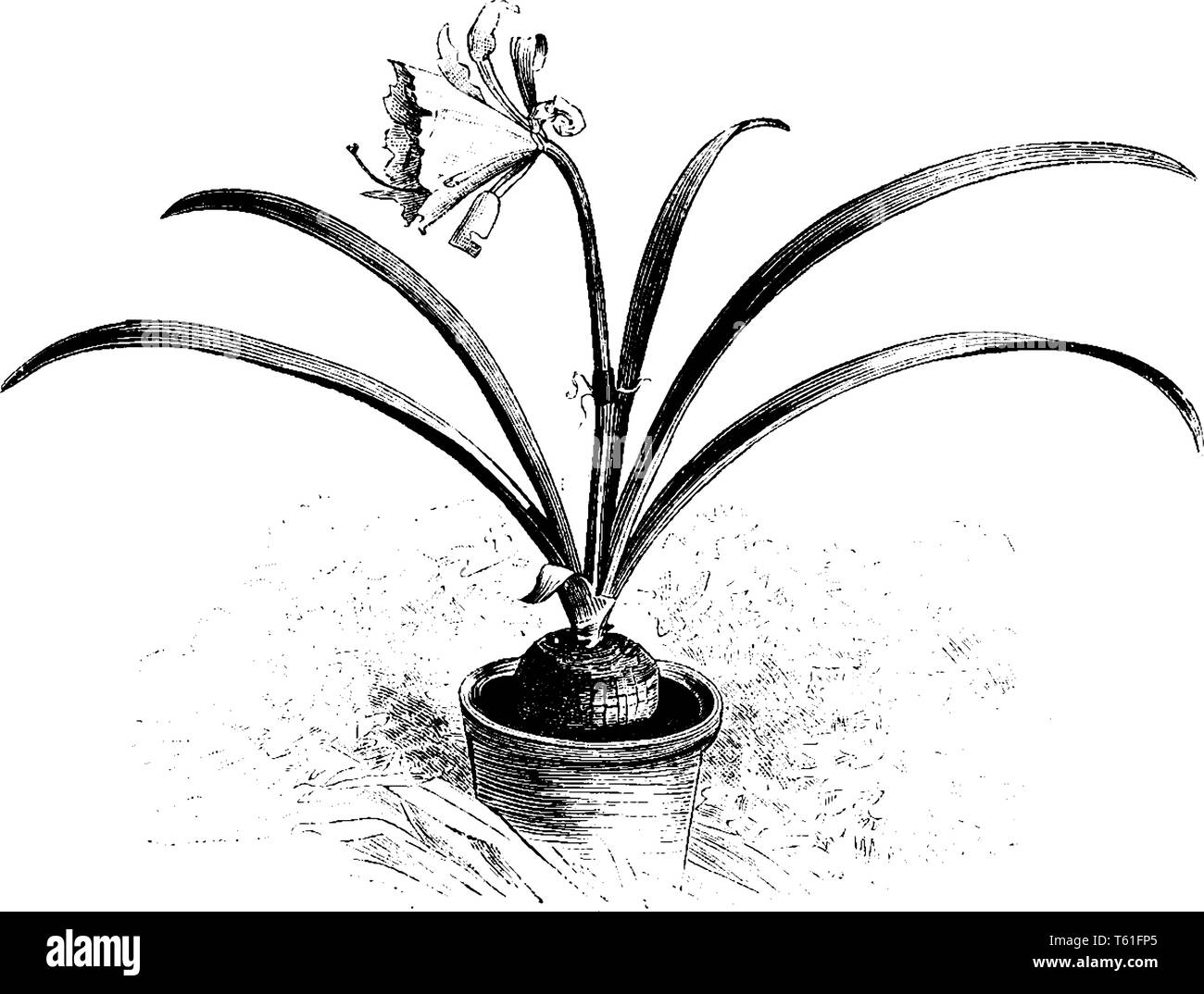 Tall thin flowers Stock Vector Images - Alamy