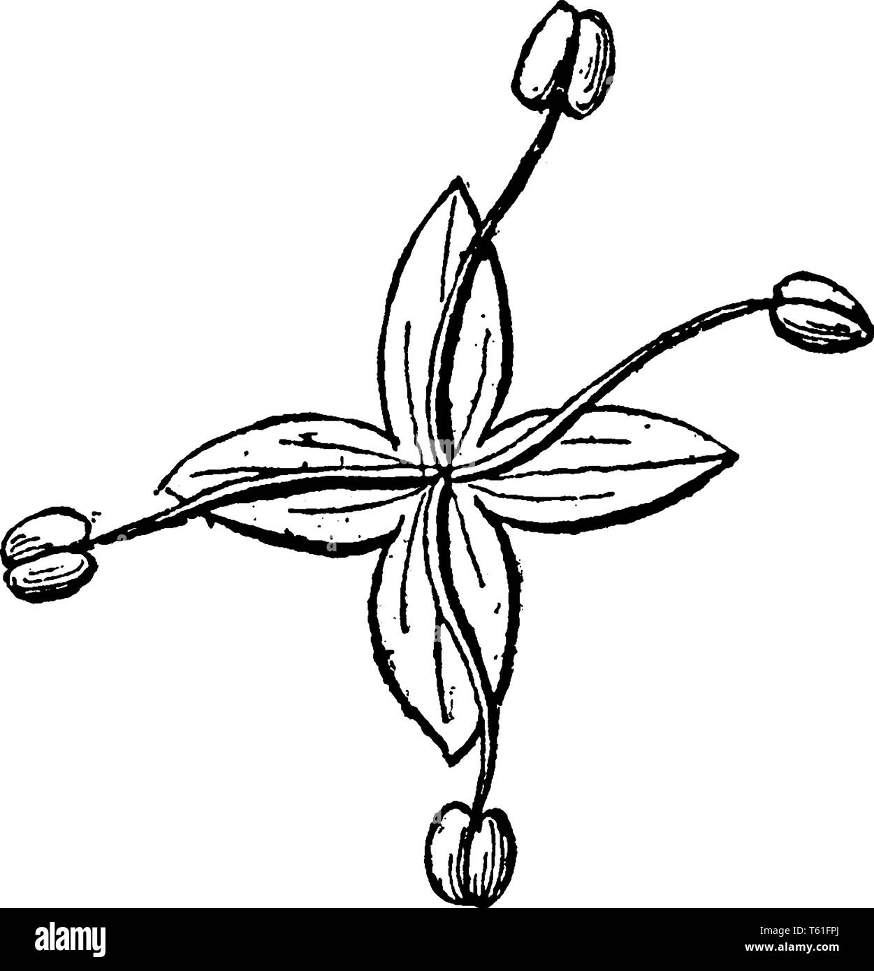 A picture of a male flower of the Osage orange plant. Osage orange is a ...