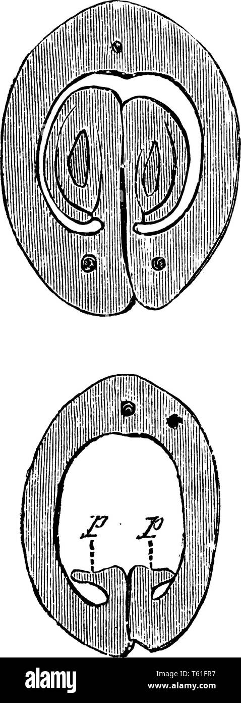 The image is showing cross section of the ovary of Actaea Spicata ...