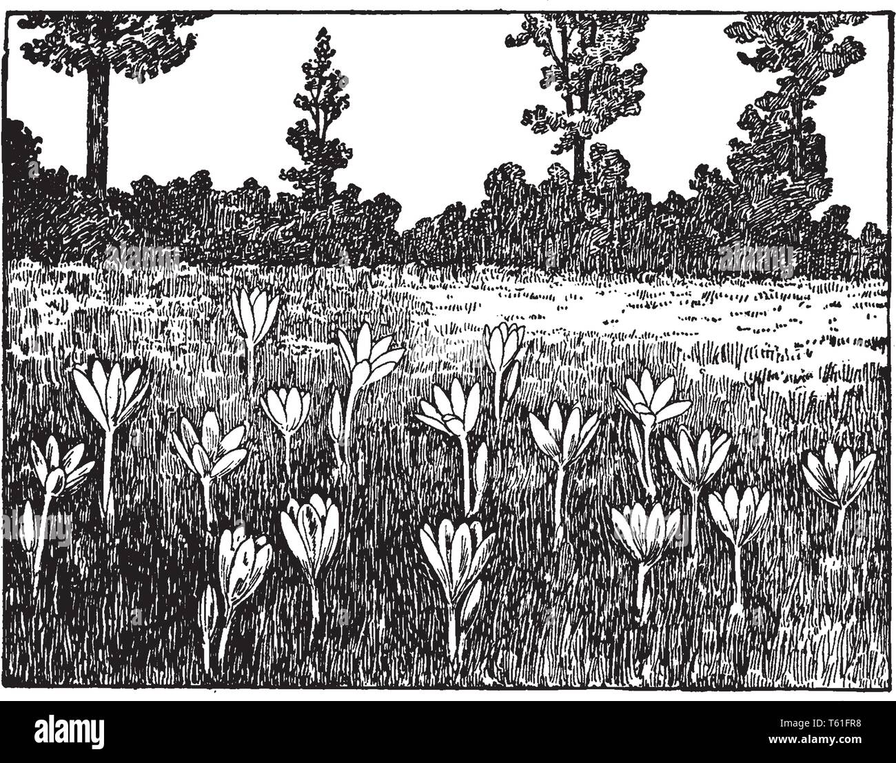 Colchicum autumnale plant is used for a medicine or drug preparation ...