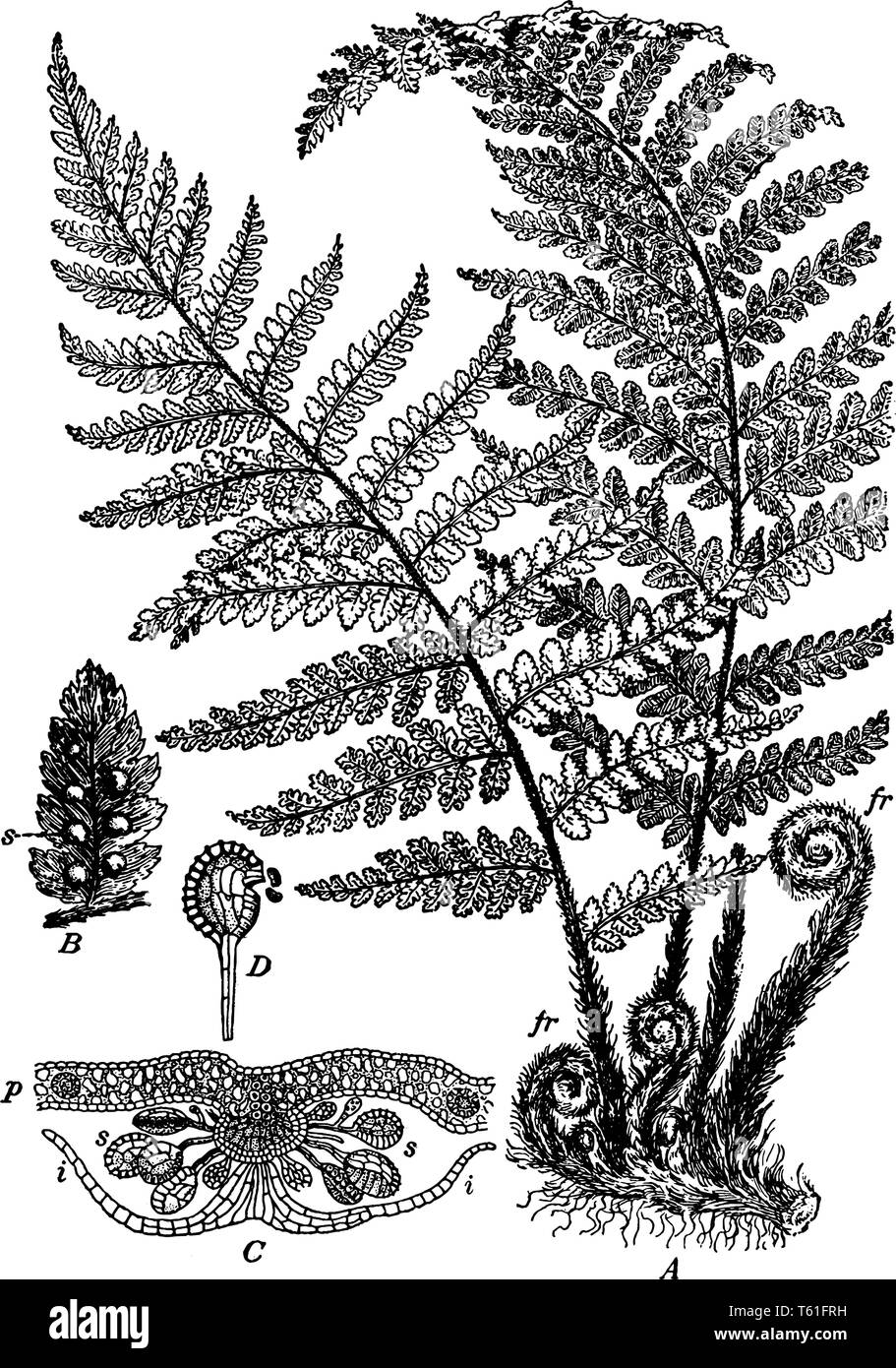 Ferns Plants Drawings