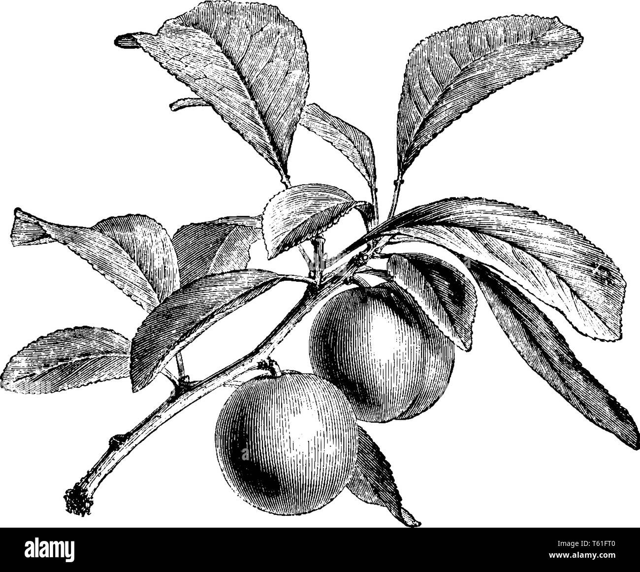 Gage tree Cut Out Stock Images & Pictures - Alamy
