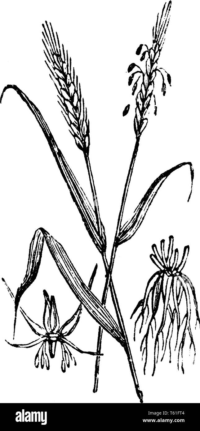 Rye roots Stock Vector Images - Alamy