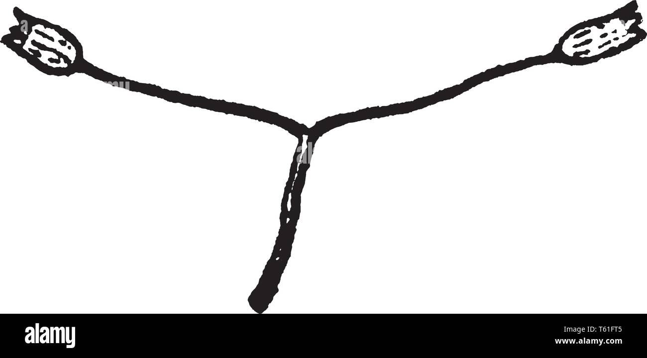 In this picture there is example of divaricate. Divaricate means ...