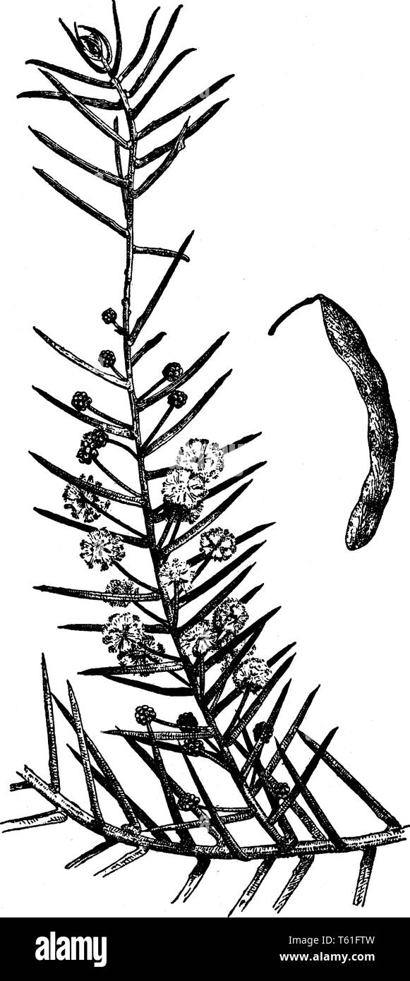 Flowers branches leaves on Black and White Stock Photos & Images - Alamy