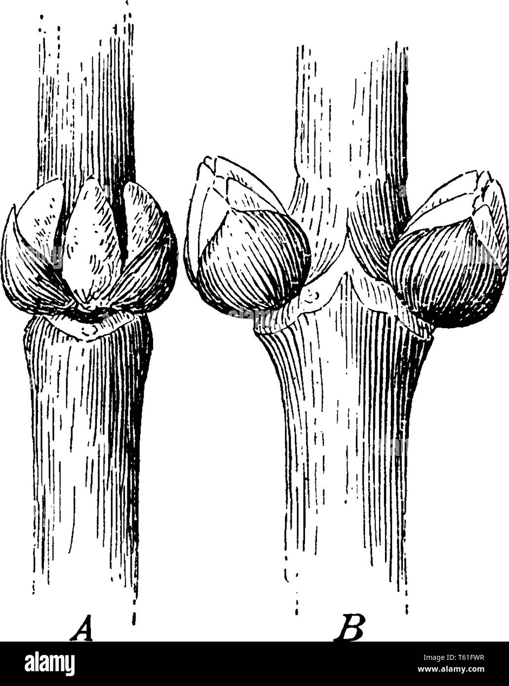 Line category Cut Out Stock Images & Pictures - Alamy