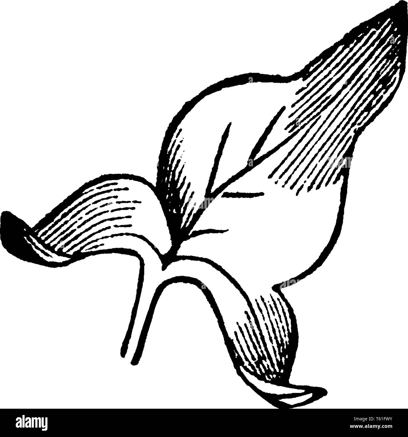 Sagittate shape Stock Vector Images - Alamy