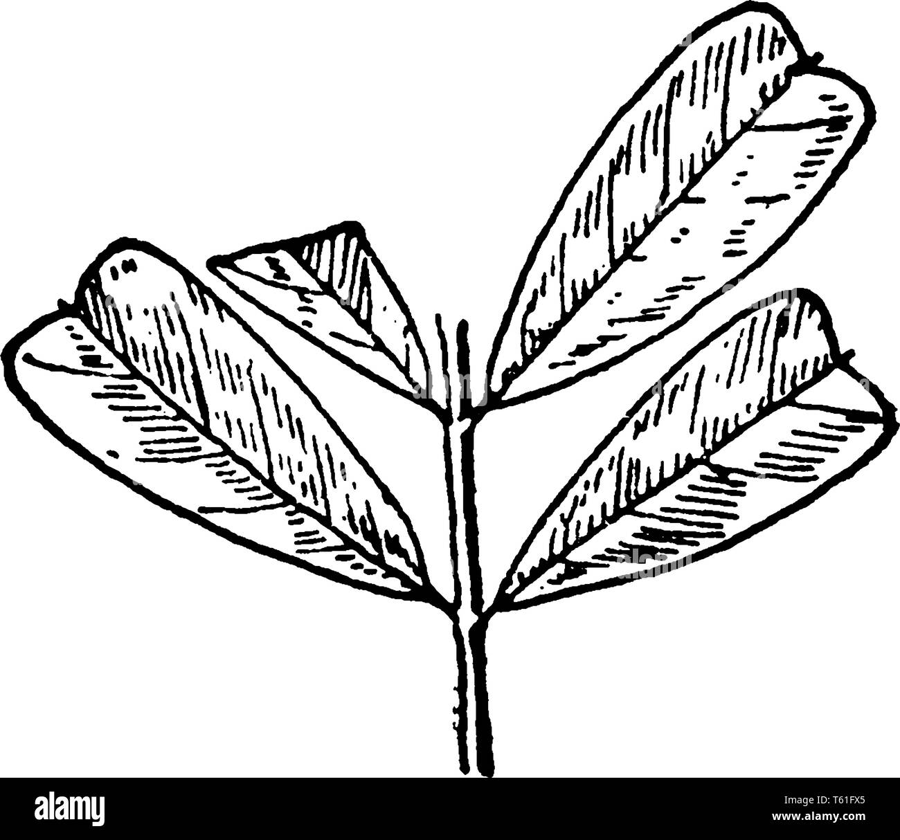 Opposite leaf pairs hi-res stock photography and images - Alamy