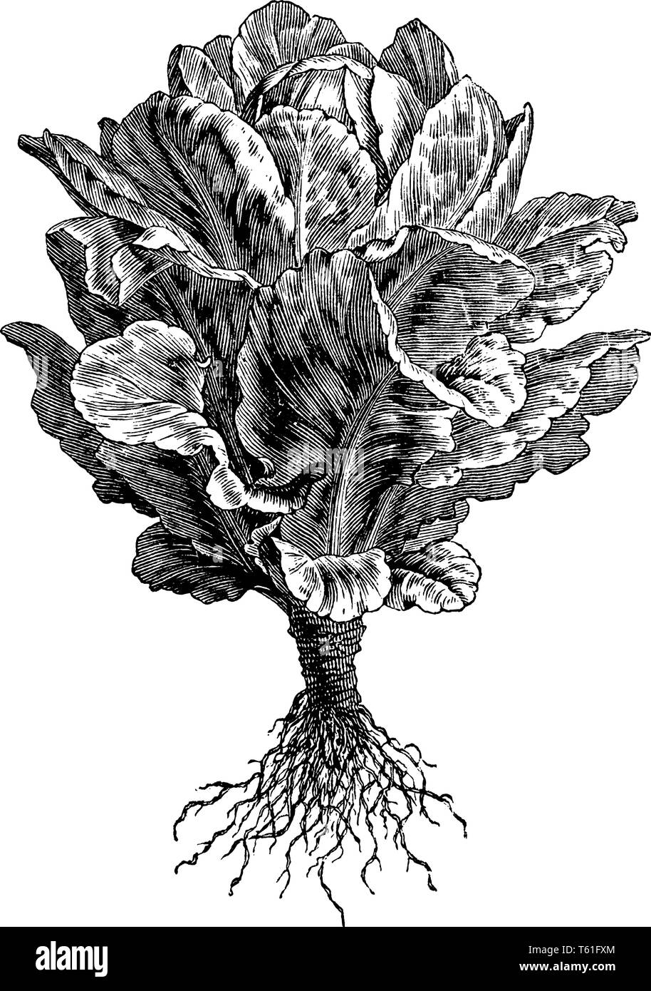 This picture showing a Cos lettuce. The leaves are long and straight ...