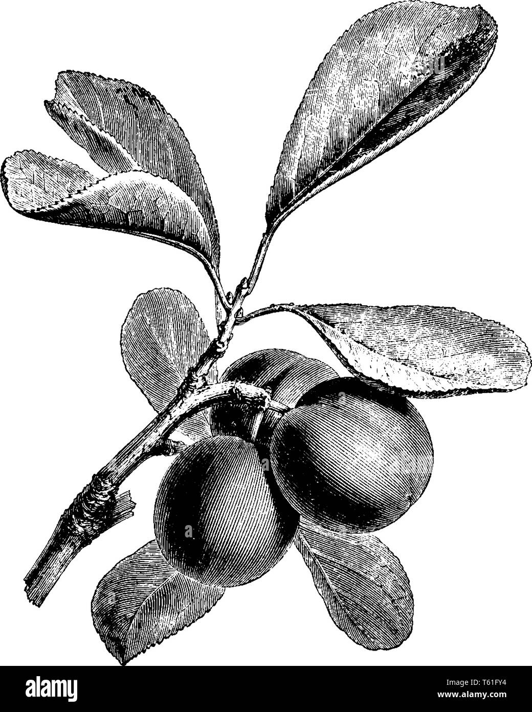 A picture showing branch of Plum tree with its fruit, vintage line ...