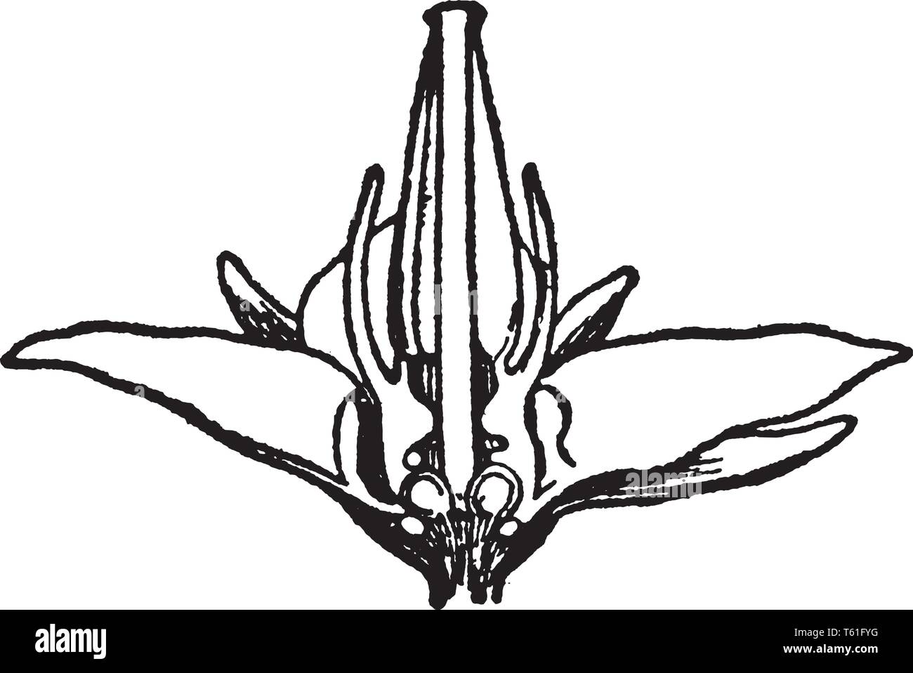 Borage plant flower Stock Vector Images - Alamy