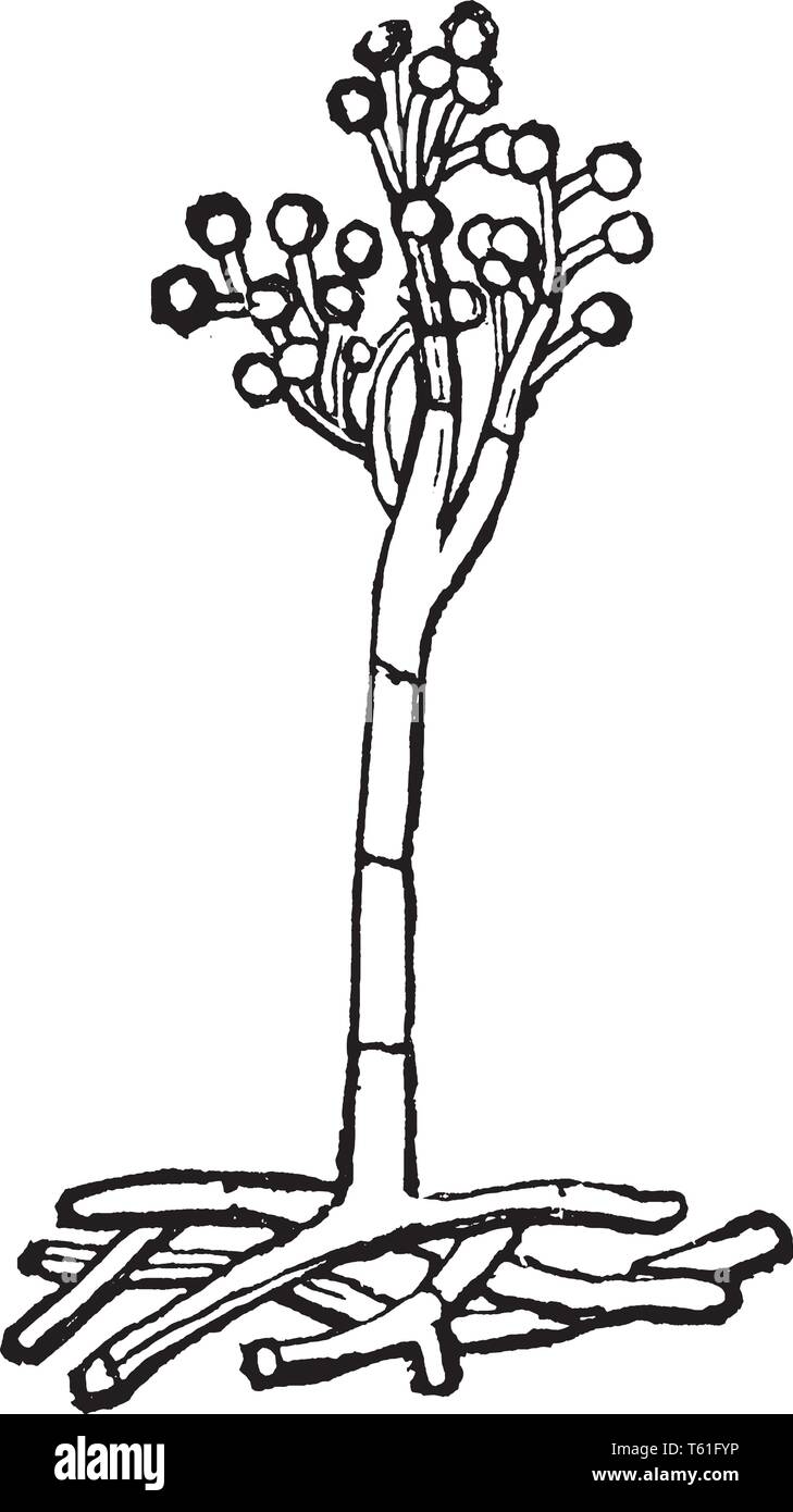 This is a species of Botrytis and it is genus of anamorphic fungi ...