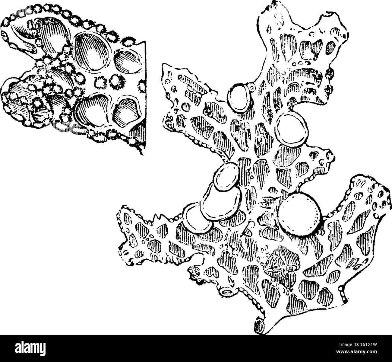Tree lungwort is largest lichen and its lobe look like a human lung ...