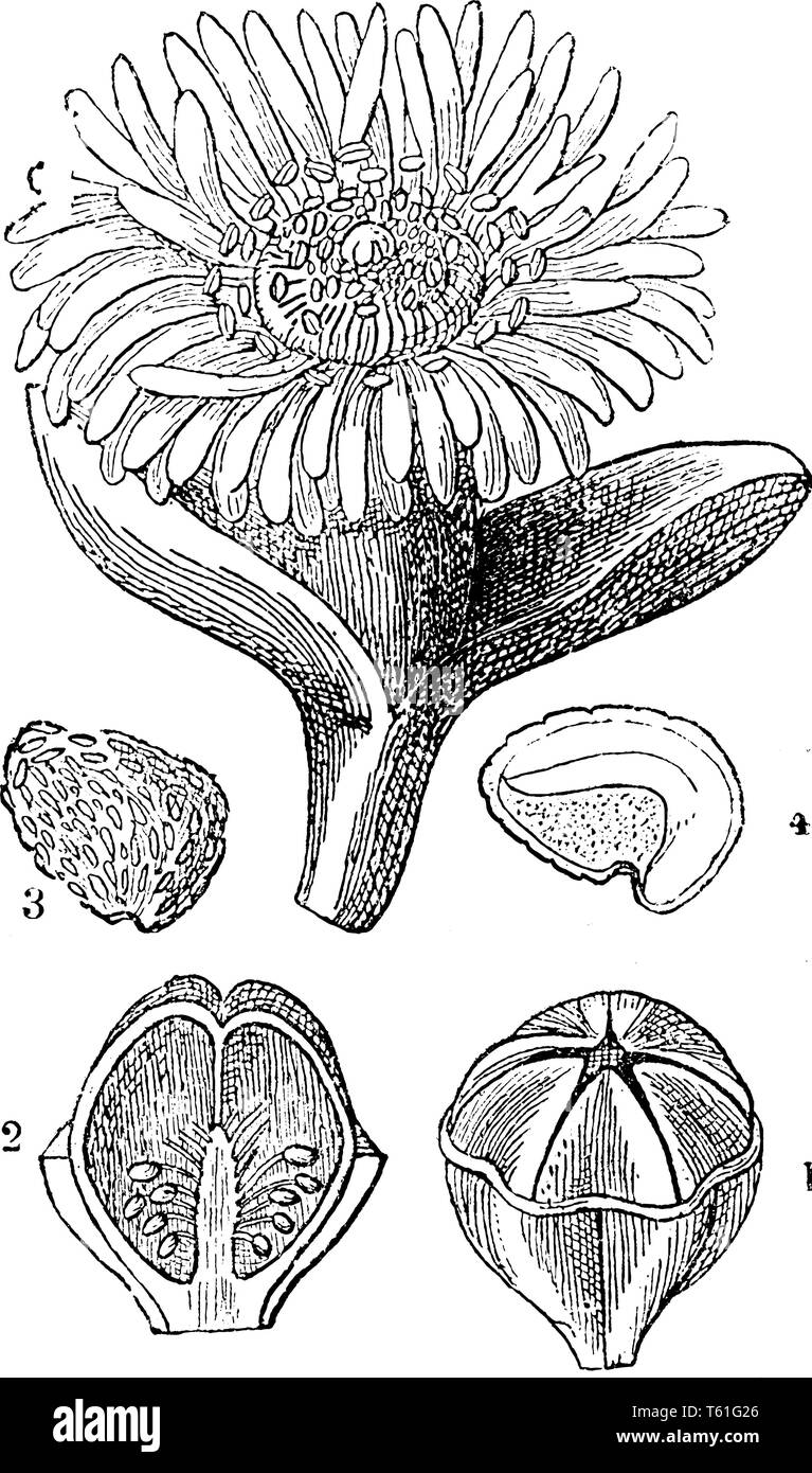 In this picture showing the stages of flower, in which showing seeds of ...