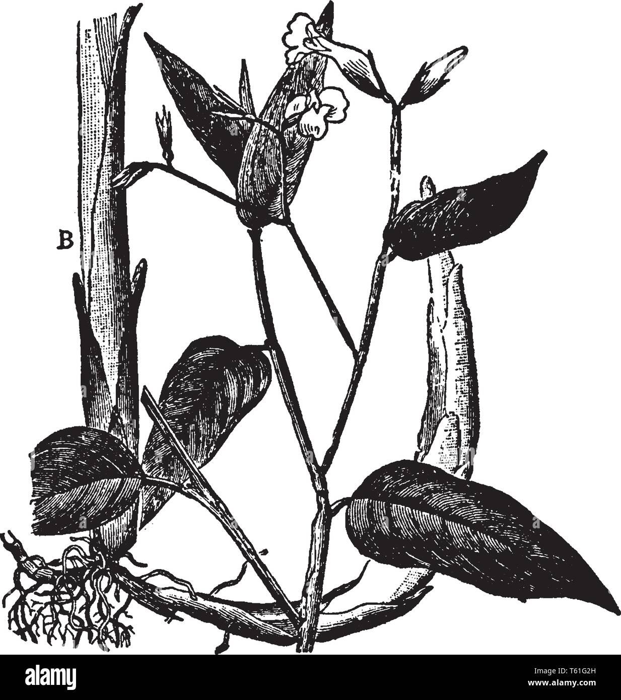 Large leaves produced Stock Vector Images - Alamy