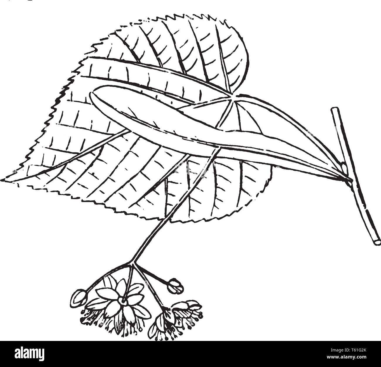 A picture is showing Flower. This is the American Linden in flower. The ...
