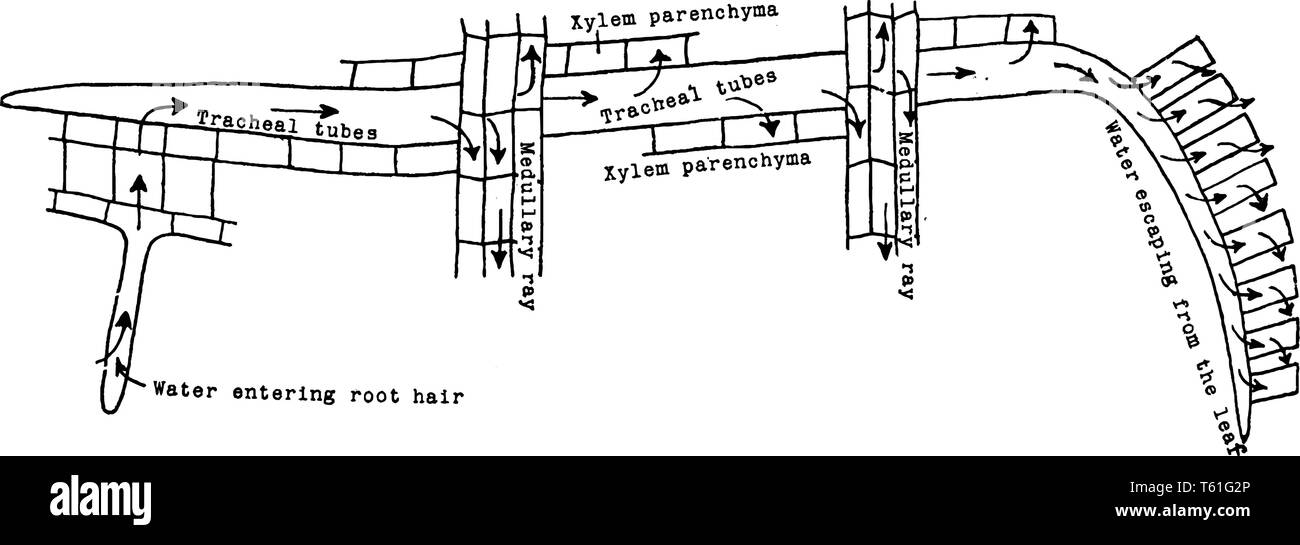 This Diagram shows the path of the water in the leaf. The water flow ...