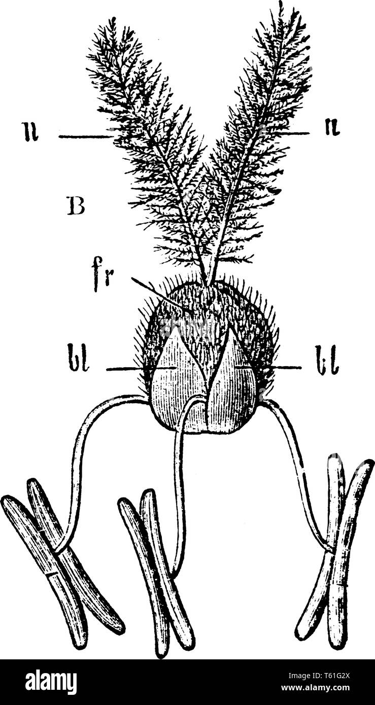 This is image of wheat flower. In this picture, we have seen the parts ...