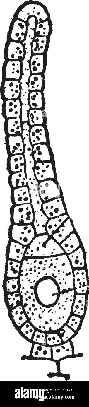 Swollen base Stock Vector Images - Alamy